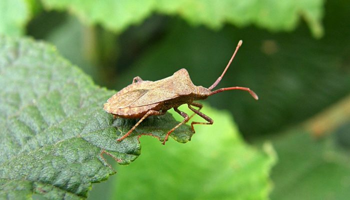 Moulis – Proizvodnja lješnjaka i sadnica lijeske